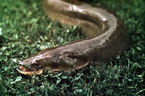 Electric Land Eel | DragonVale Fanlore Wiki | Fandom