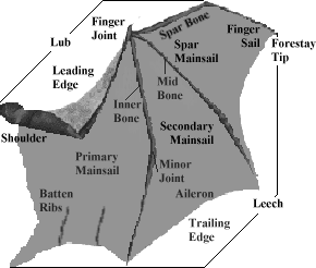 Dragon Wing Anatomy