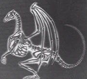 Dragon Anatomy | Dragon Weyr Wiki | Fandom