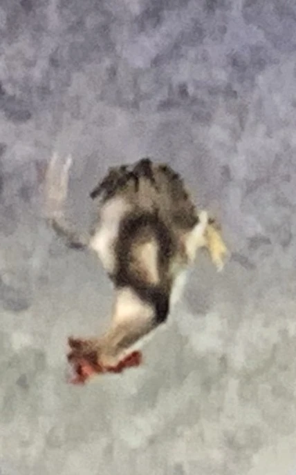 Chicken (weapon) | Drakan Wiki | Fandom