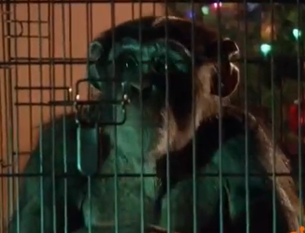 Christmas Monkey | Drake and Josh Wiki | Fandom