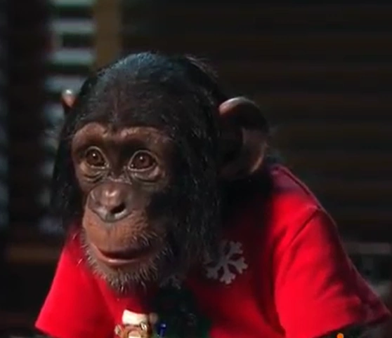 Cookie (Monkey) | Drake and Josh Wiki | Fandom