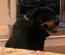 Tiberius | Drake and Josh Wiki | Fandom