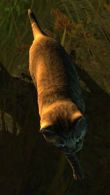 Mimi | Drakensang Wiki | Fandom