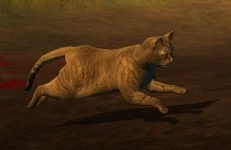 Mimi | Drakensang Wiki | Fandom