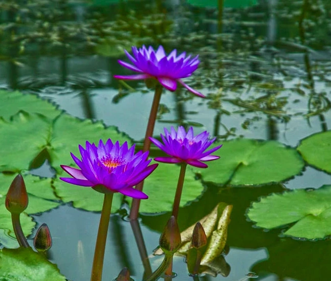 Eldritch Lily | Drakkenheim Wiki | Fandom