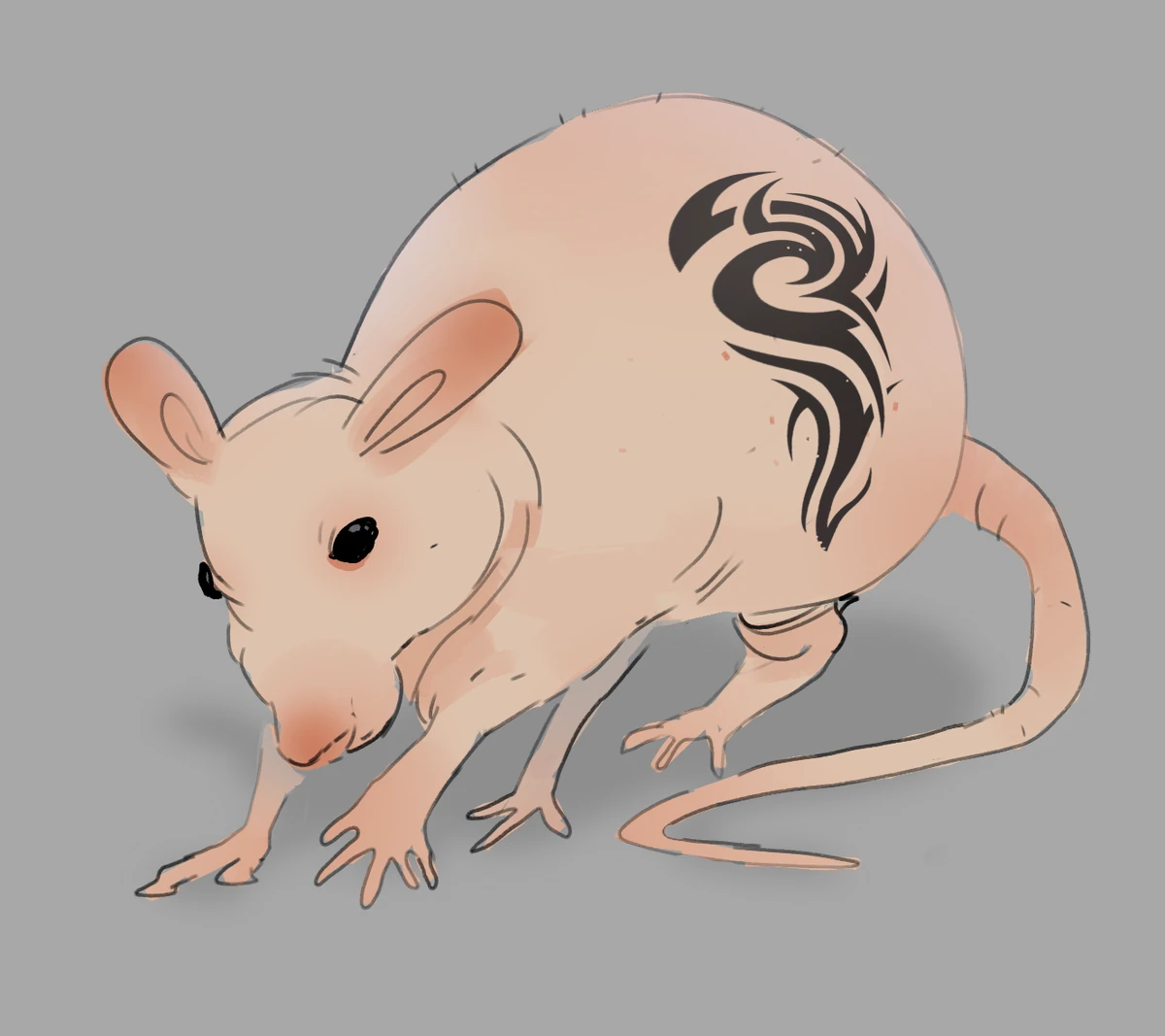 Rattoo | Drawbois Wiki | Fandom