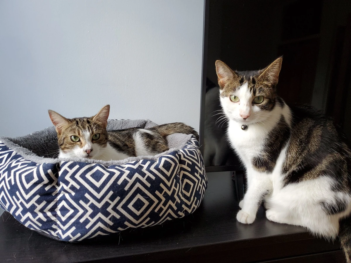 Joy and Olive (The Producers) | Drawfee Wikia | Fandom