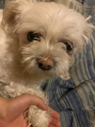 Rat/Lucy | Dream Team Wiki | Fandom