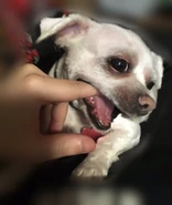 Rat/Lucy | Dream Team Wiki | Fandom