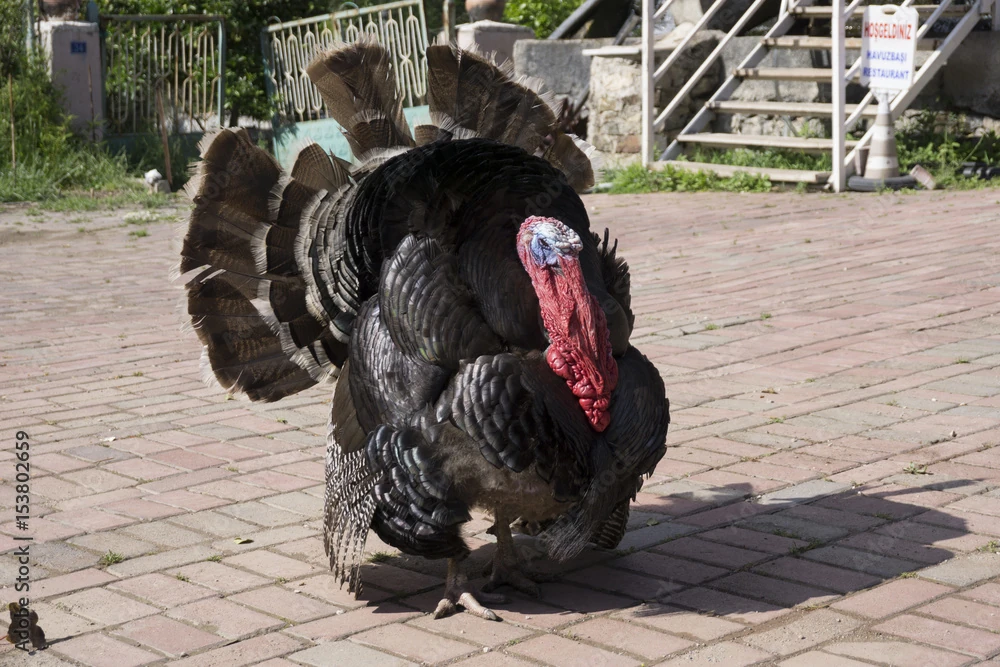 1883 north minnesota turkey crisis | Dream Fiction Wiki | Fandom