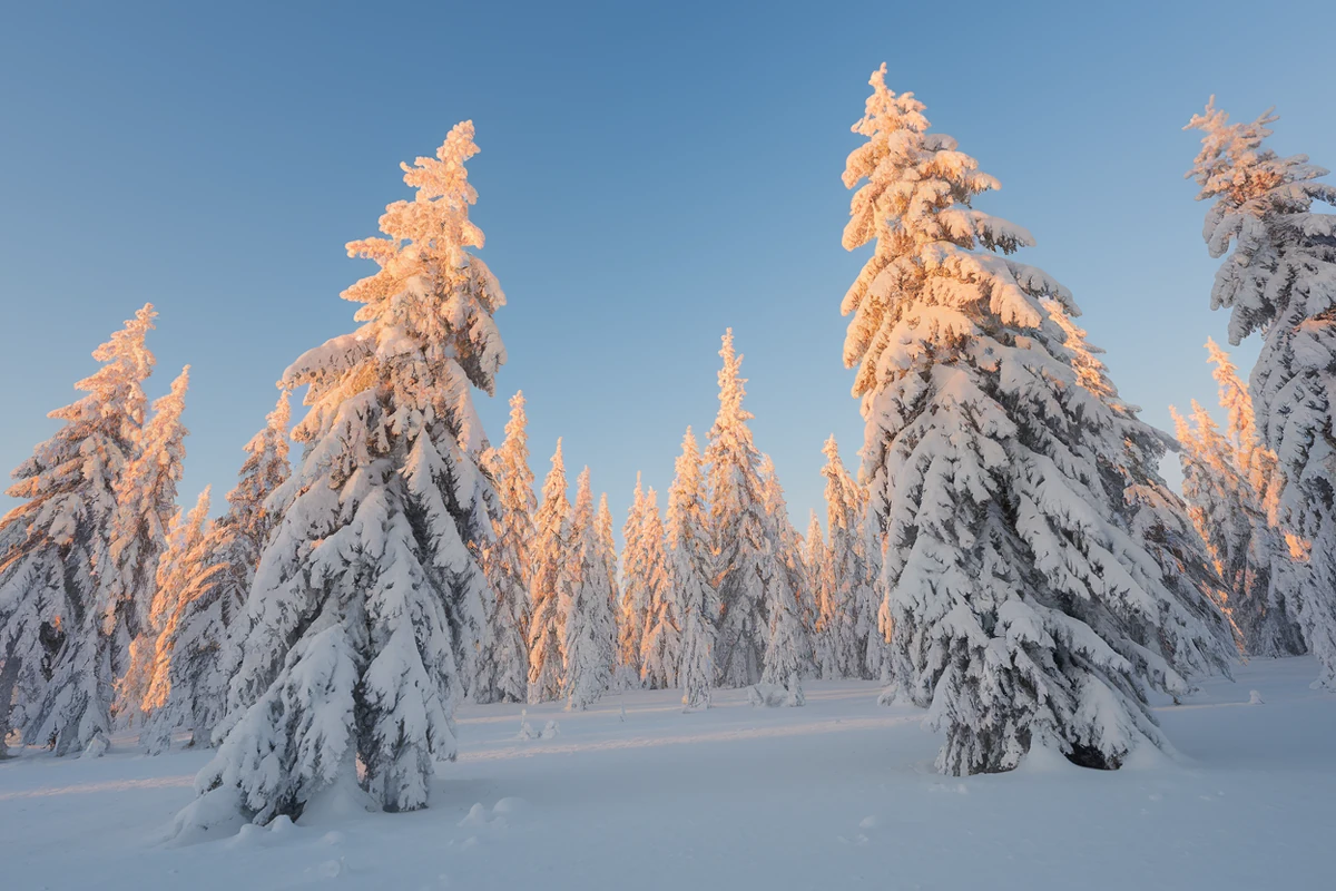 Snowy Forest | Dream Fiction Wiki | Fandom