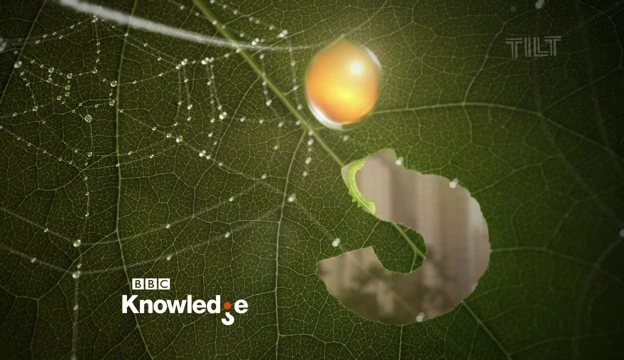 BBC Knowledge (Screencold and Line) Ident A Code | Dream Fiction Wiki ...