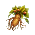 Mandrake root | Dreamfields Wiki | Fandom