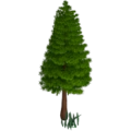 Noble Cedar (resource) | Dreamfields Wiki | Fandom