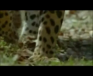 IRIB TV4 - Leopard | Dream Logos Wiki | Fandom