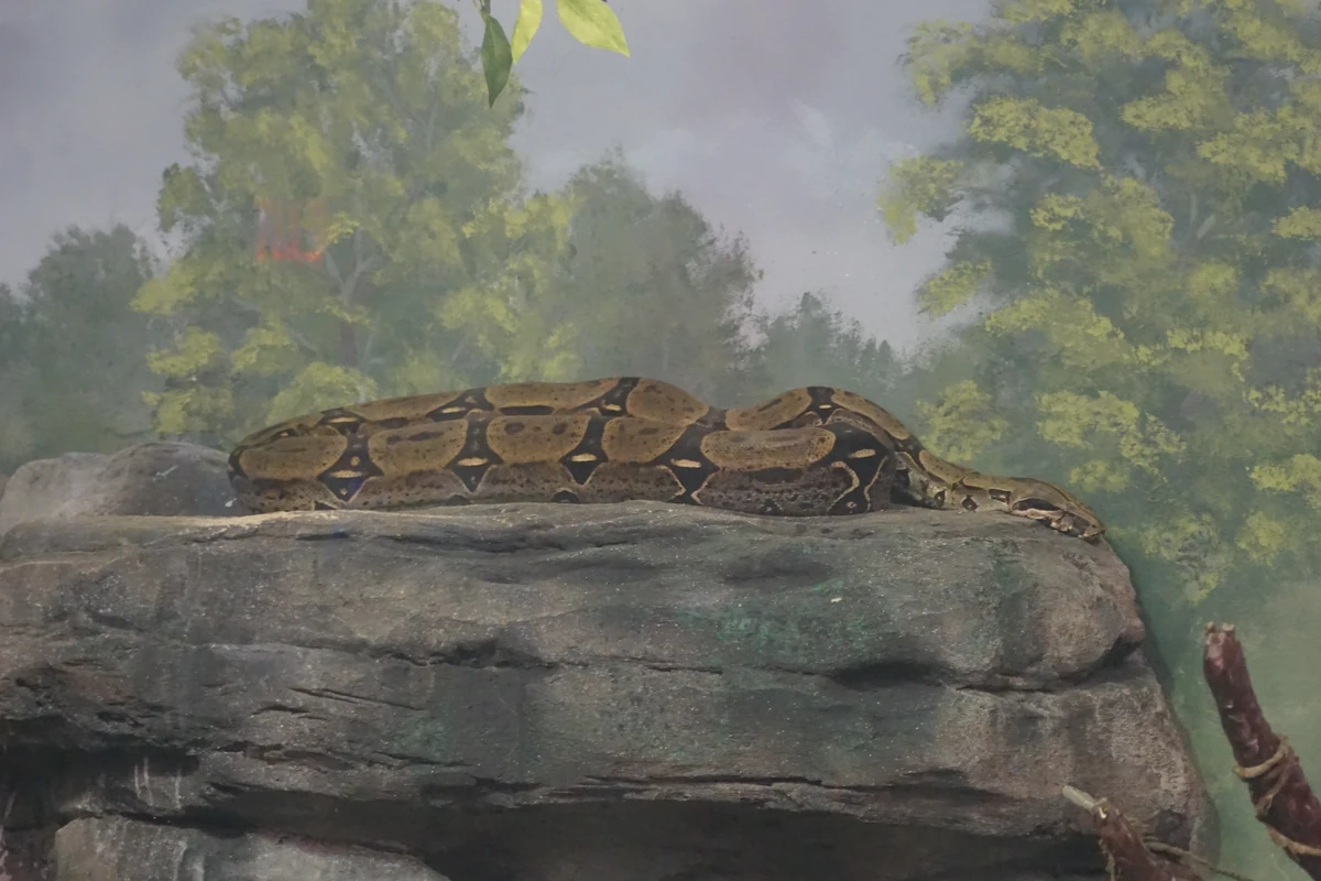 Dream 17 | Dreamspace Wiki | Fandom