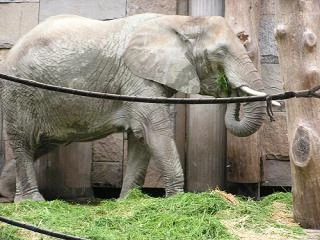 African Bush Elephant | Dreamworks Animals Wiki | Fandom