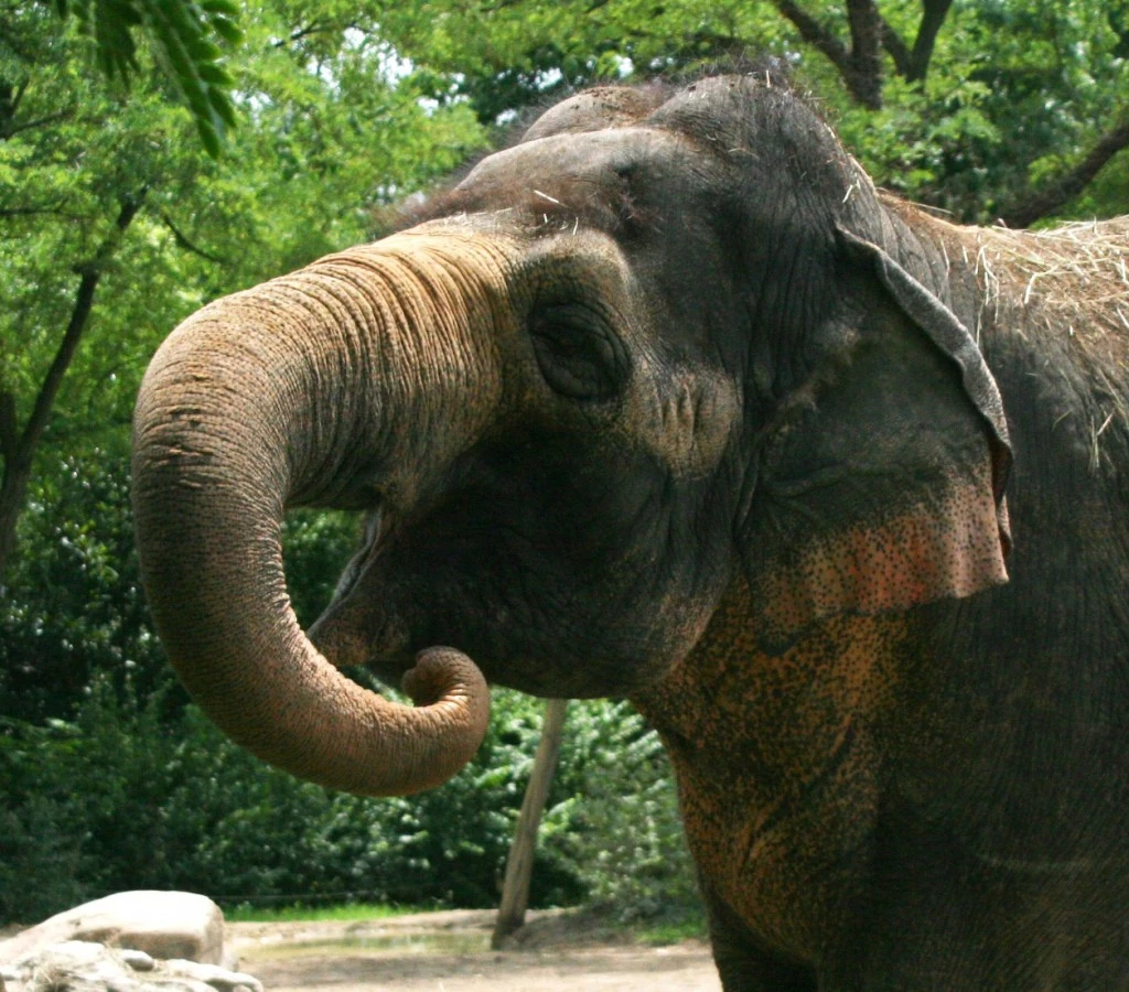 Indian Elephant | Dreamworks Animals Wiki | Fandom