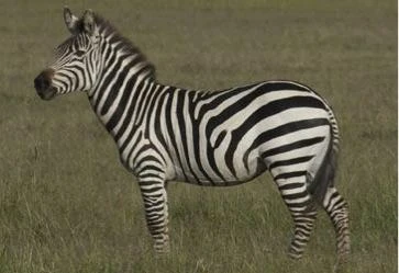 Plains Zebra | Dreamworks Animals Wiki | Fandom