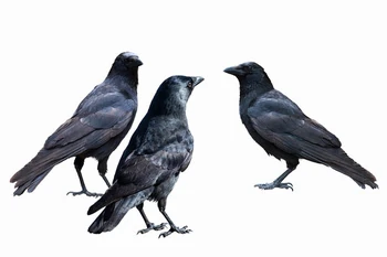 Crows | Dreamworks Animation Wiki | Fandom