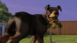 Over The Hedge Dog