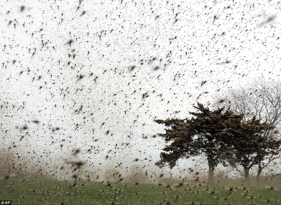 Fly Invasion | Dreamy Wiki | Fandom