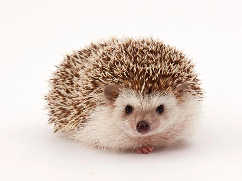 Jumping Hedgehog | Dreamy Wiki | Fandom