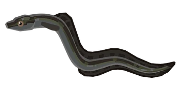 Conger Eel | DREDGE Wiki | Fandom