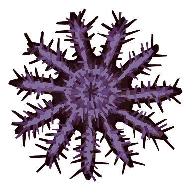 Crown Of Thorns Starfish Drawing