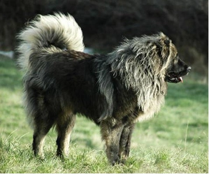 Temple Dog | Dresden Files | Fandom