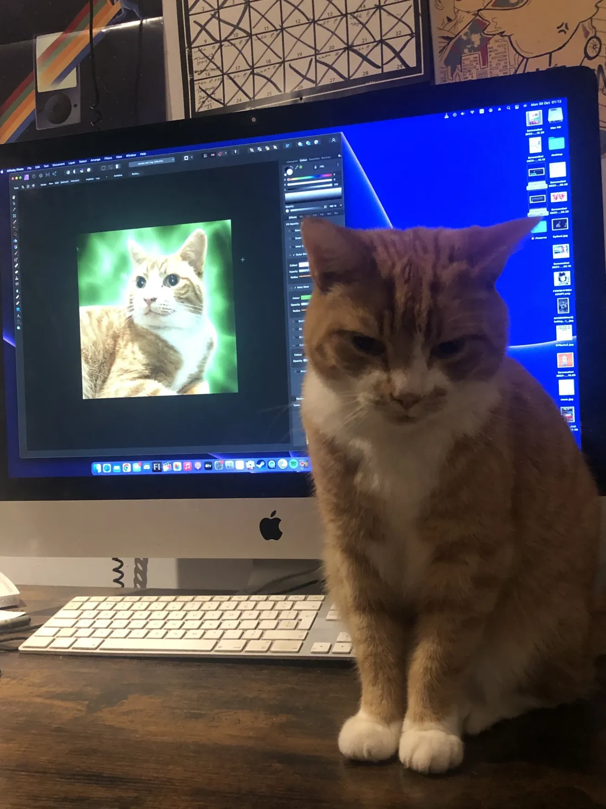 Gilbert the Cat | Too Many Doctor Who's Wiki | Fandom