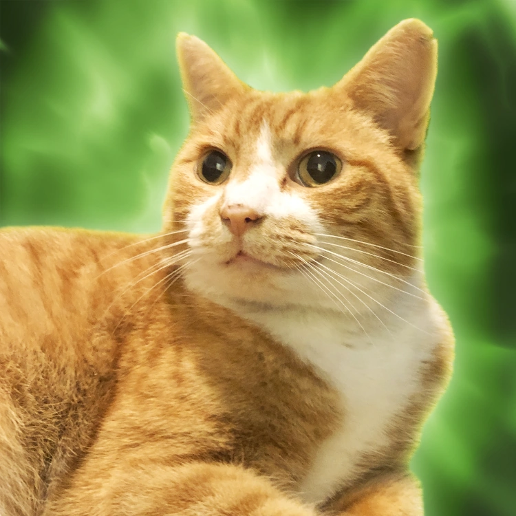 Mr Gilbert | Too Many Doctor Who's Wiki | Fandom