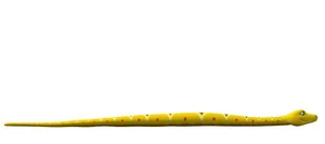 Sanajeh | Dinosaur Train Wiki | Fandom