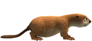 Castorocauda | Dinosaur Train Wiki | Fandom