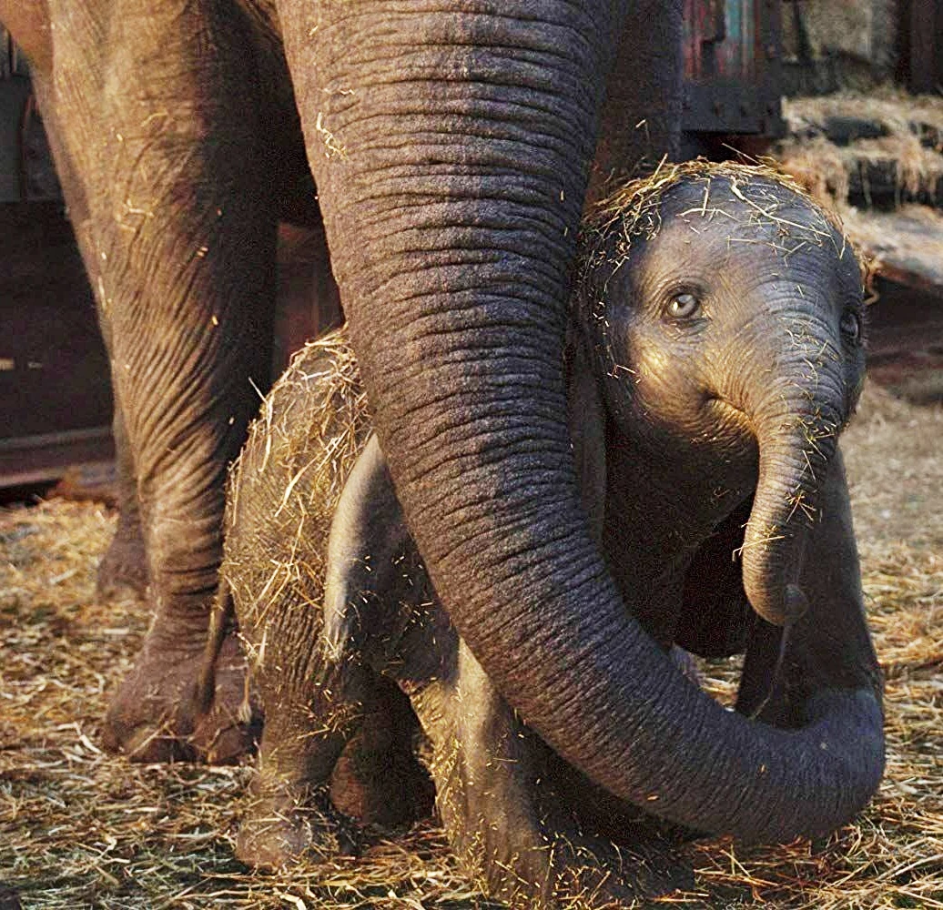 Bebice znaj | Disney Sinkropedija | Fandom