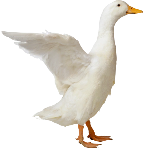 Discuss Everything About Duck Wiki | Fandom