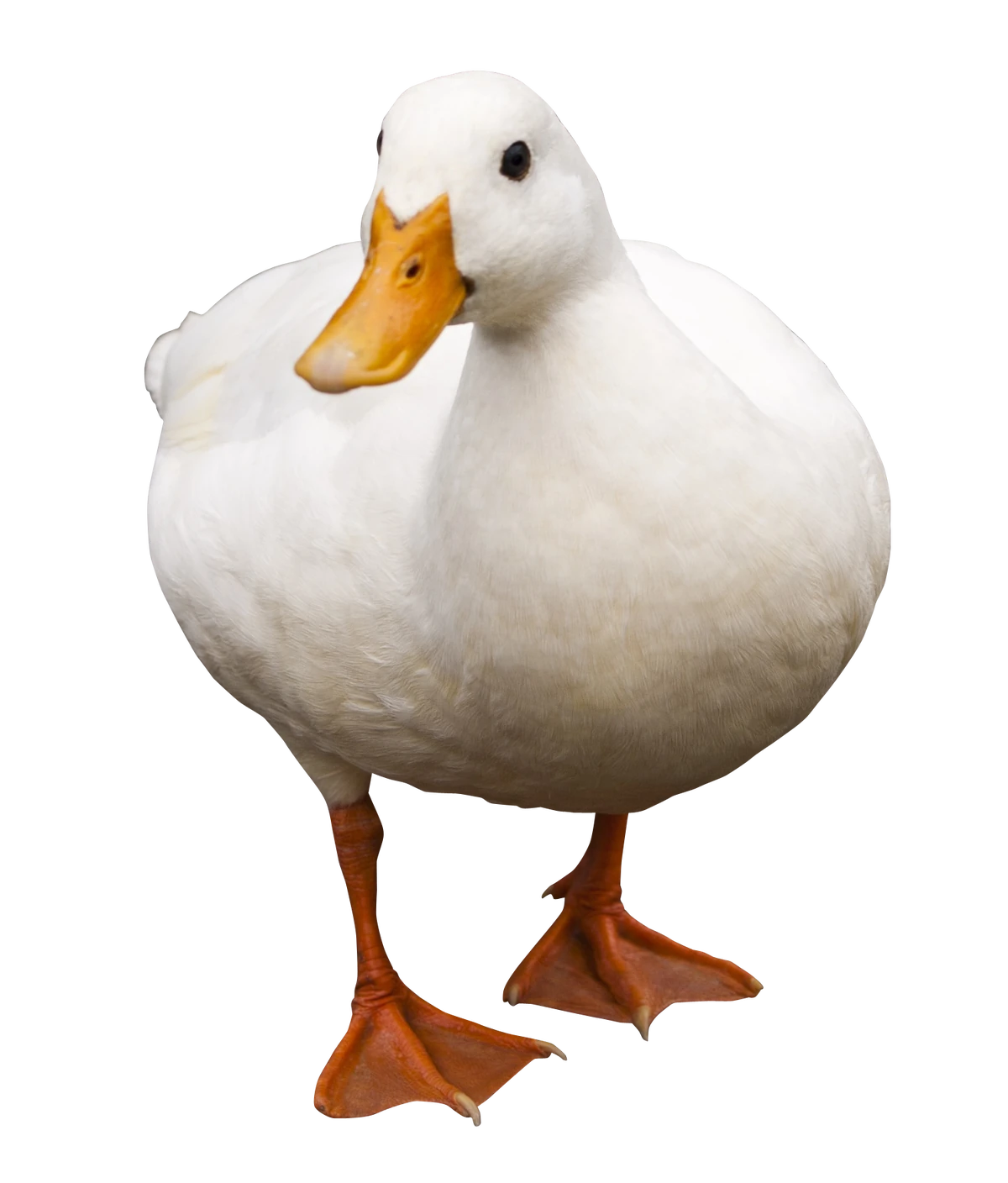 Duck Fanart | Duck Wiki | Fandom