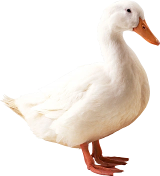 Discuss Everything About Duck Wiki | Fandom