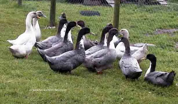 Swedish | Ducks Wiki | Fandom