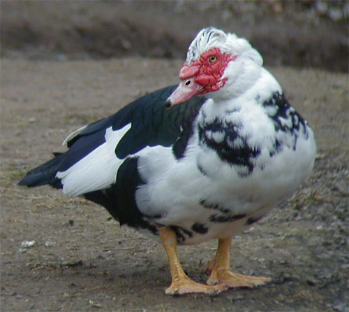 Muscovy | Ducks Wiki | Fandom