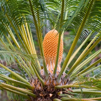 Cycads | Duckhunt's Prehistoric Market Wiki | Fandom