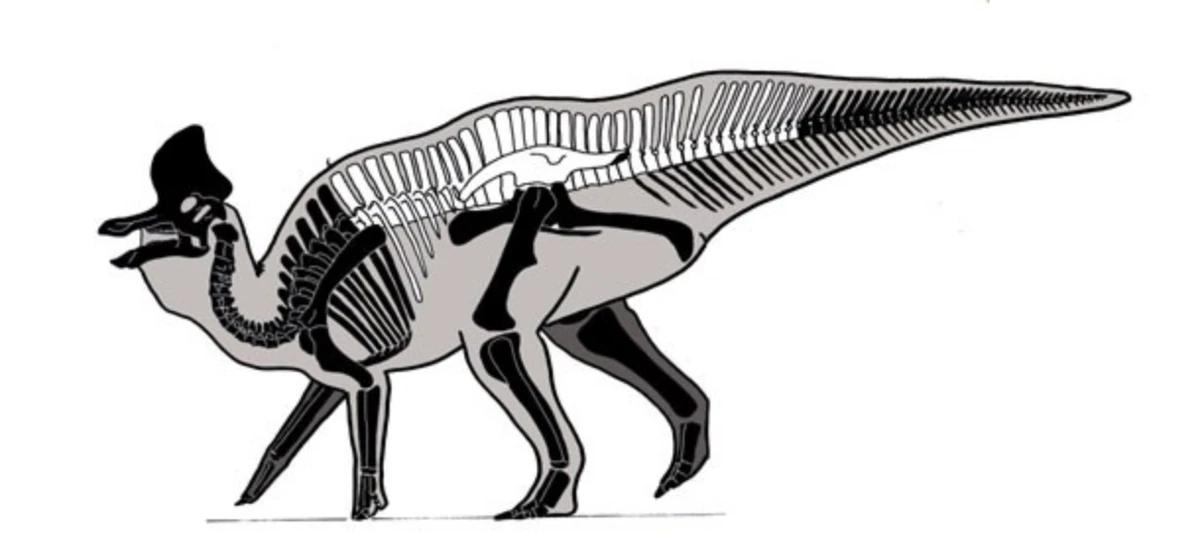 Hadrosauridae | Duckhunt's Prehistoric Market Wiki | Fandom