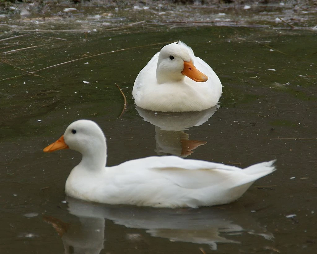 Call duck | Ducks of north america Wiki | Fandom