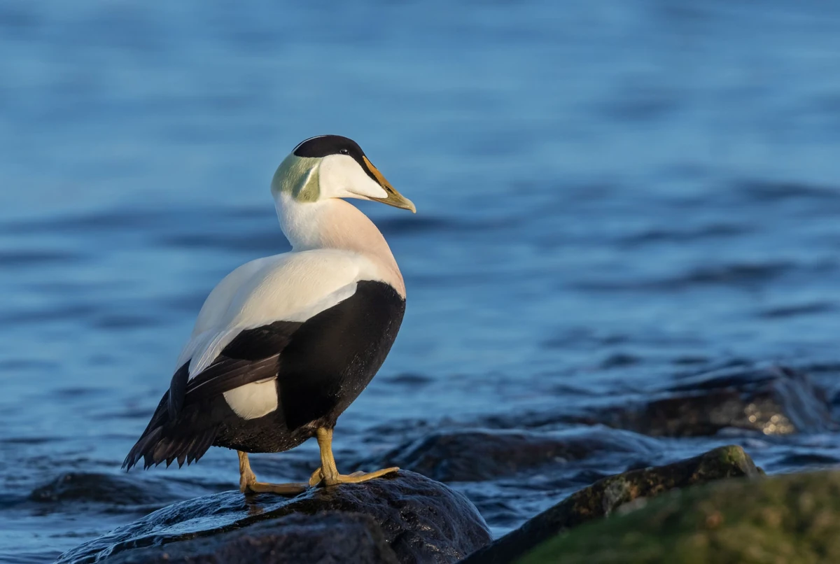 Common eider | Ducks of north america Wiki | Fandom