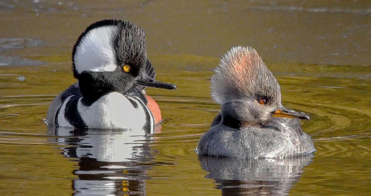 Hooded merganser | Ducks of north america Wiki | Fandom