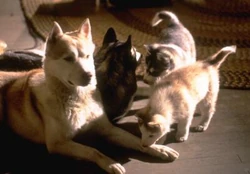 The Wild Bunch | Due South Wiki | Fandom