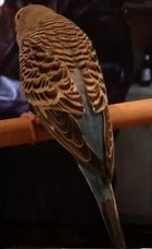 Petey | Dumb and dumber Wiki | Fandom