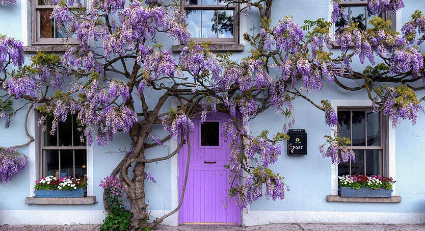 Category:Hogsmeade Houses | Dumbledore's Army Role-Play Wiki | Fandom