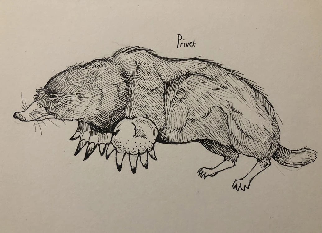 Privet | Duncton Wood Wiki | Fandom